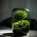 PlantPico Tree of Wisdom | Low-Maintenance Living Terrarium | LED-Lit ...