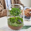PlantPico Tree of Wisdom | Low-Maintenance Living Terrarium | LED-Lit ...