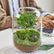 PlantPico Tree of Wisdom | Low-Maintenance Living Terrarium | LED-Lit ...