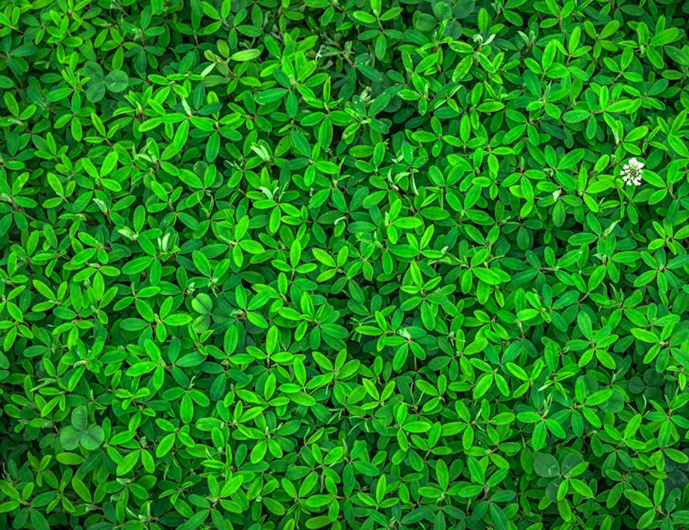 About us – PlantPico™