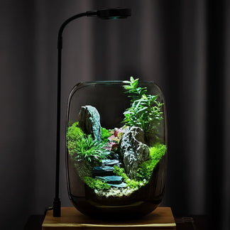 PlantPico Tiny World | Low-Maintenance Living Terrarium | LED-Lit ...