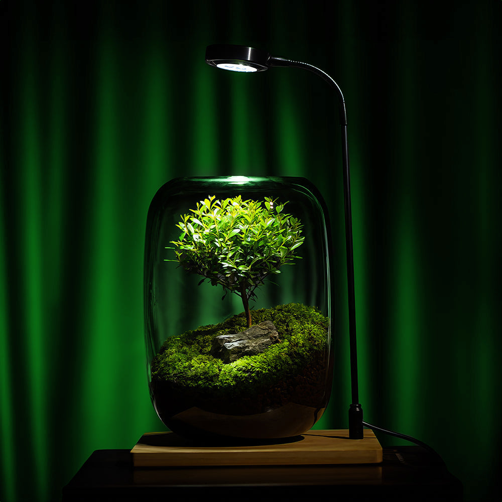 PlantPico Tree of Wisdom | Low-Maintenance Living Terrarium | LED-Lit ...